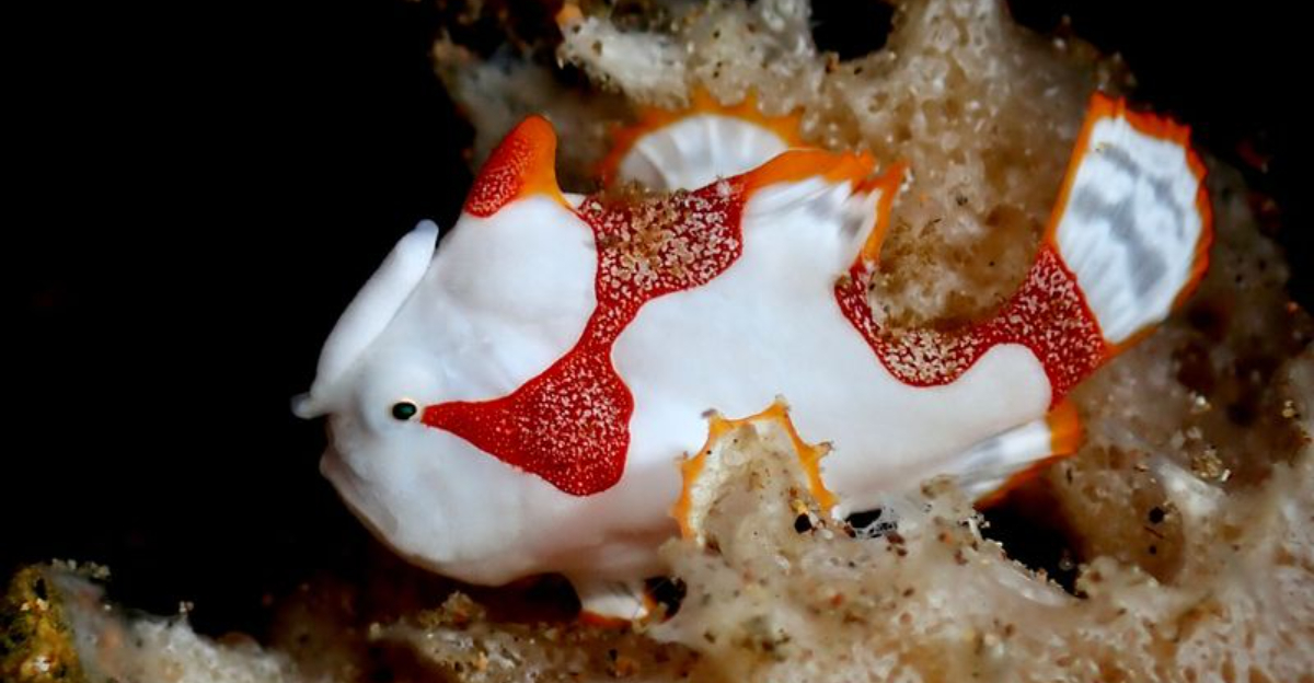 18 Underrated Fish Species That Deserve More Love - Exploring Animals