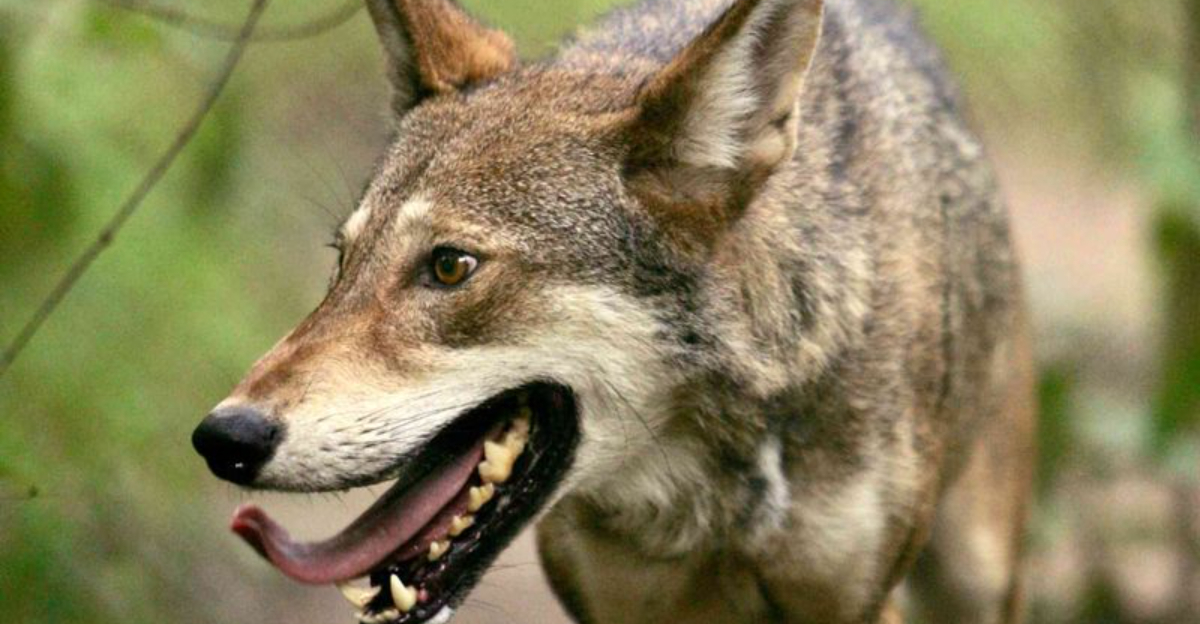 20 U.S. Animals That Are Protected By Law (And Why) - Exploring Animals