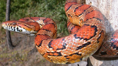 19 Venomous Snakes You’ll Encounter in South Carolina - Exploring Animals