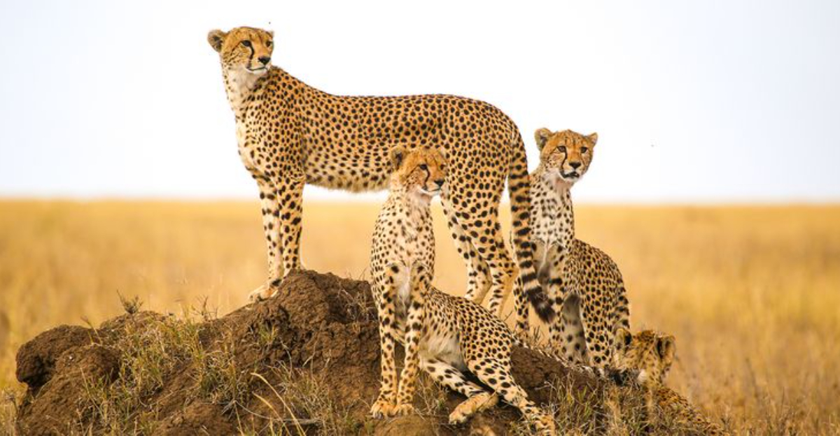 13 Ways Big Cats Differ From Domestic Cats (It’s Not Just Size ...
