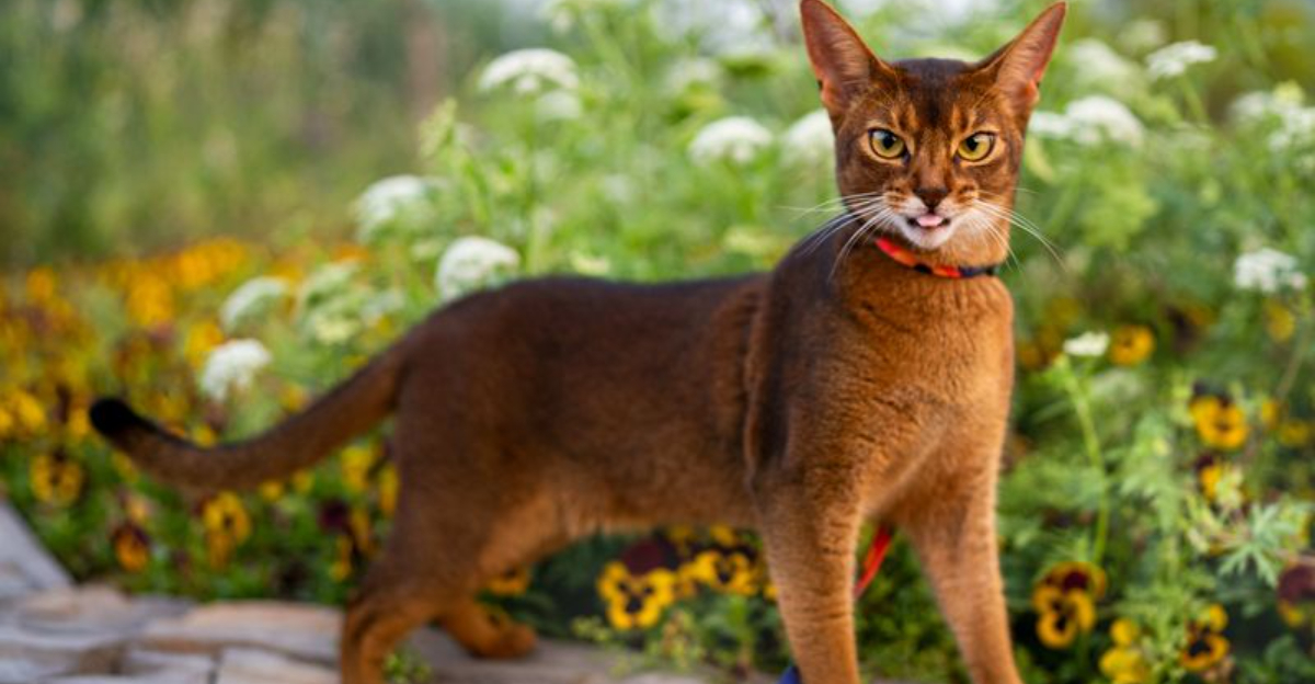 8 Well-Behaved Cat Breeds and 8 That Break All the Rules - Exploring ...