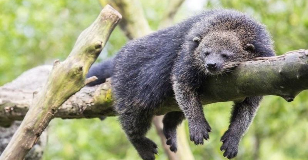 What Is a Binturong? 12 Surprising Facts About This Critically ...