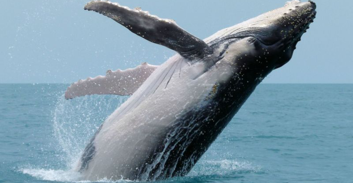 18 Wild Animals That Only Appear During Specific Seasons in the U.S ...