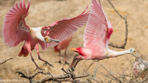 20 Wild Birds Native Only to the U.S. (And Why They’re Spectacular ...