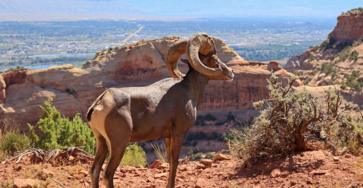 21 Wild Residents You Might Encounter in Utah’s Arches National Park ...