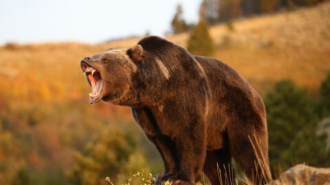 10 Animals Hunters Avoid—Because the Risk Isn’t Worth the Reward ...