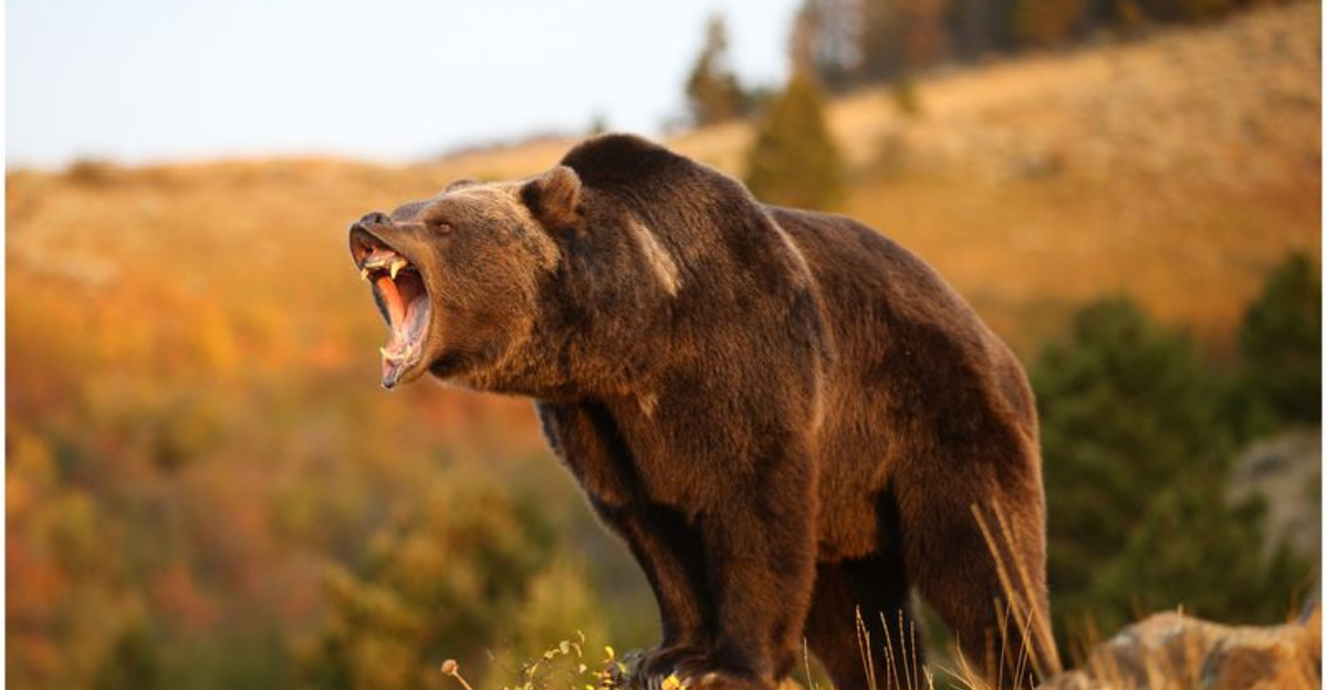 10 Animals Hunters Avoid—Because the Risk Isn’t Worth the Reward ...