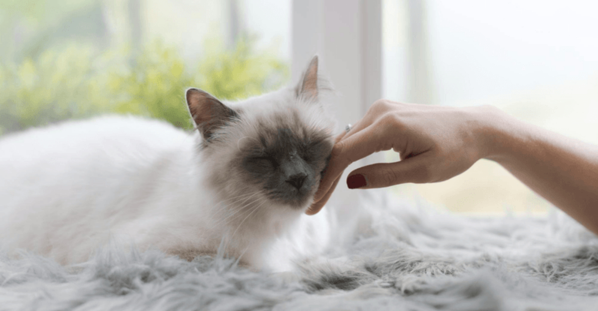 10 Cats That Heal Your Soul (and 10 That Keep the Rodents Away ...