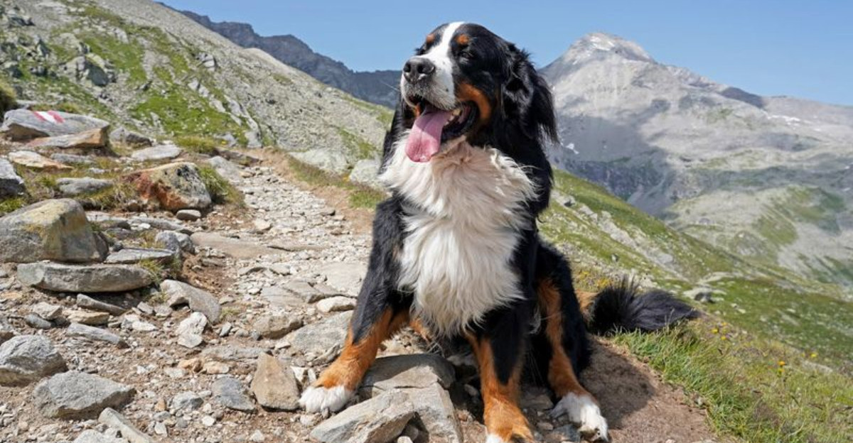 10 Dog Breeds That Can Live Happily Outdoors Year-Round (And 10 That ...