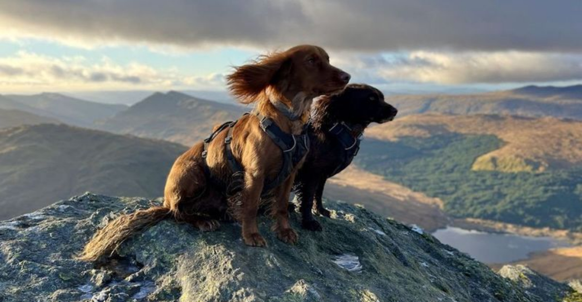 10 Dogs That Make Great Hiking Buddies (And 8 That Wait Patiently by ...
