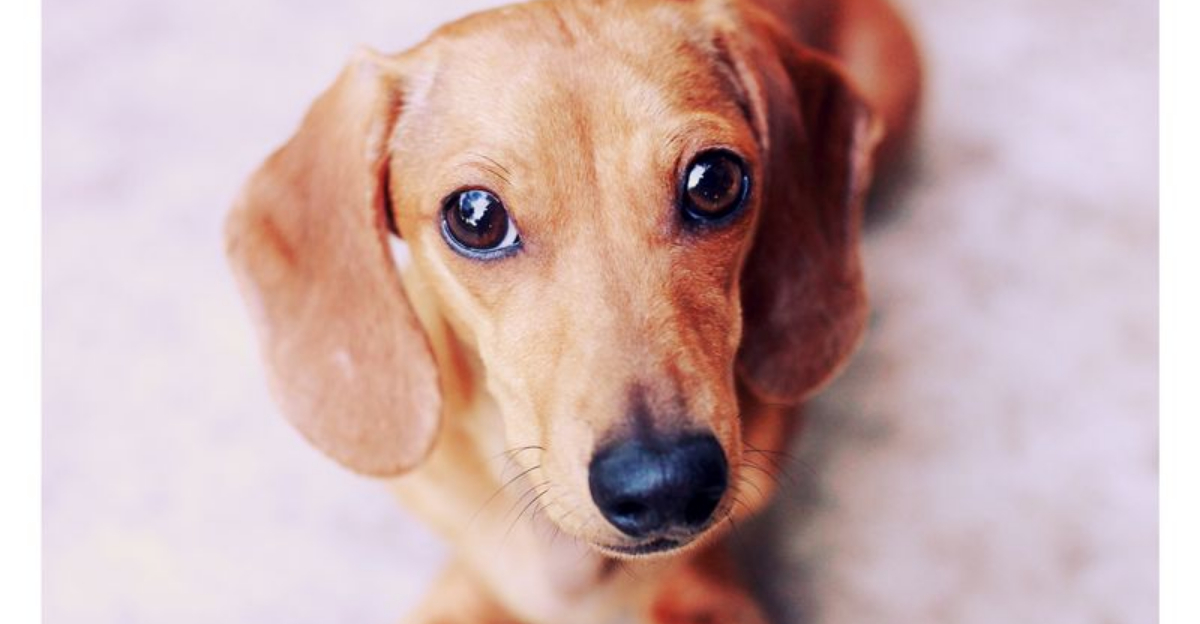 10 Dogs with Soulful Eyes (And 10 with Ears Bursting with Personality ...