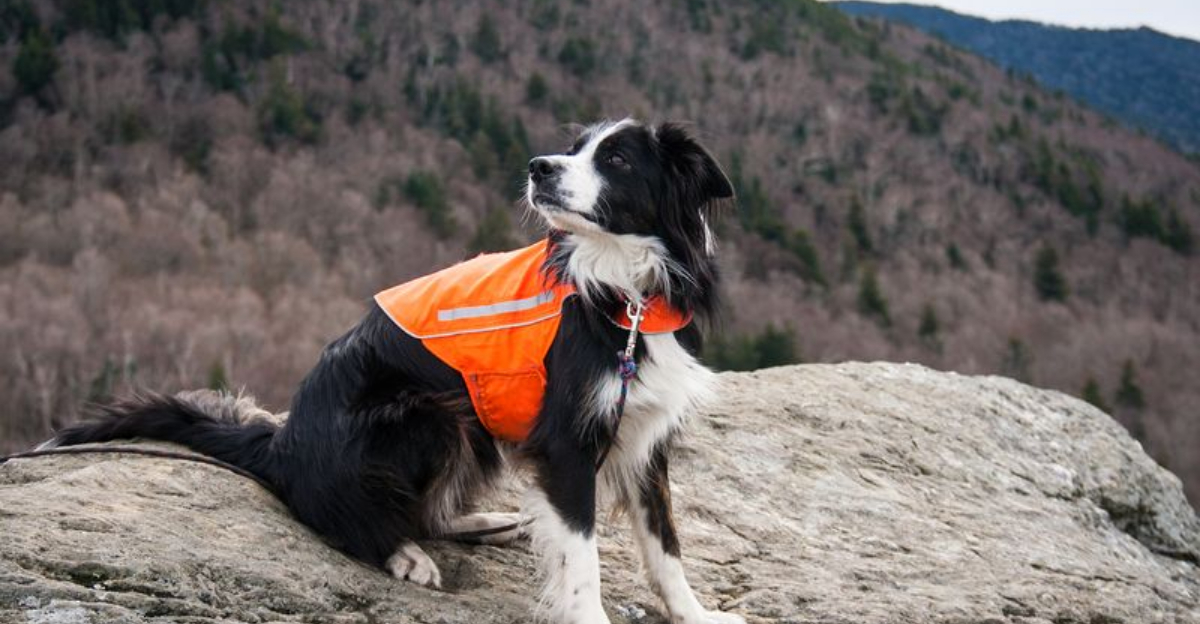 10 Endurance Dogs for Long Adventures and 10 Sprinters for Short, Fast ...
