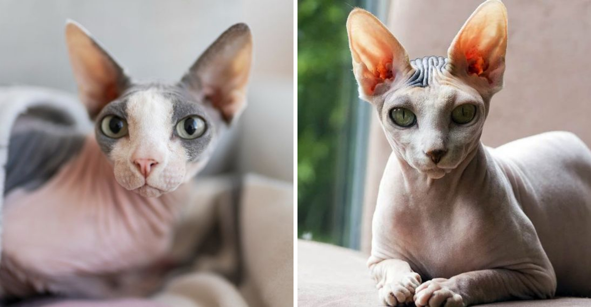 10 Most Expensive Cat Breeds in the World (And 5 That Are Budget ...
