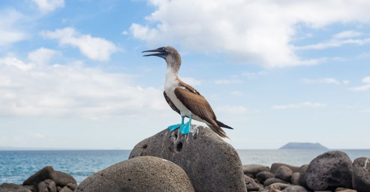 10 Must-See Animals Living in America’s Volcano Zones - Exploring Animals