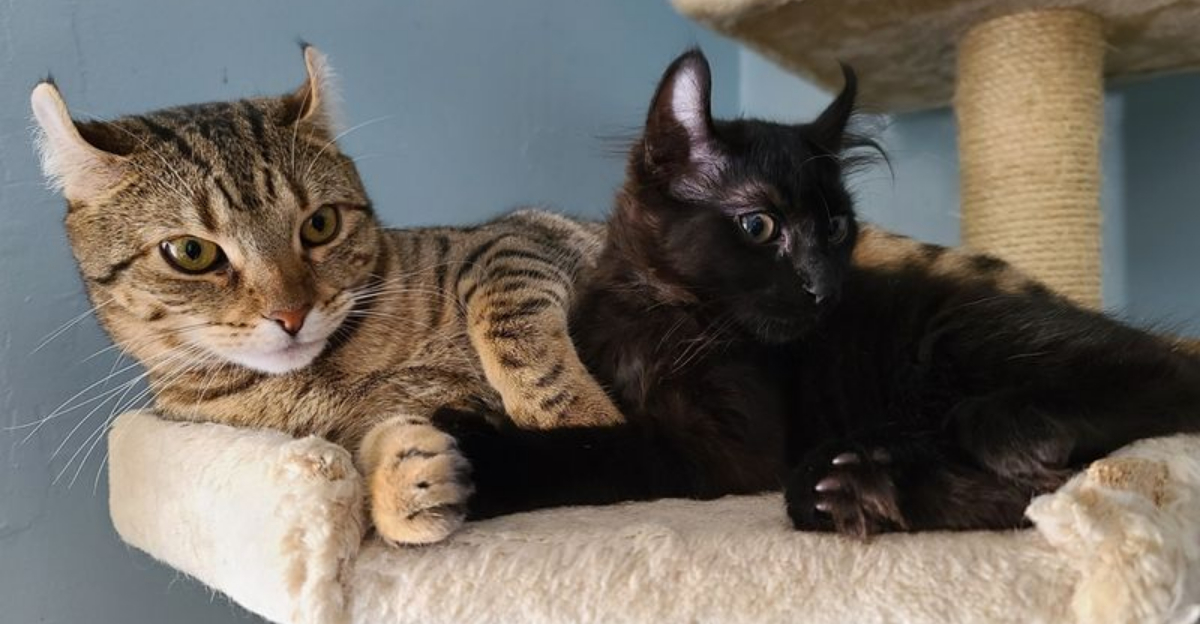 10 Reasons the Highlander Cat Stands Out in the Feline World ...