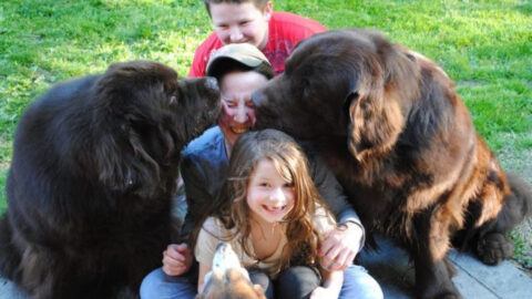 10 Social Dogs That Love Strangers (And 10 That Are Born to Guard ...