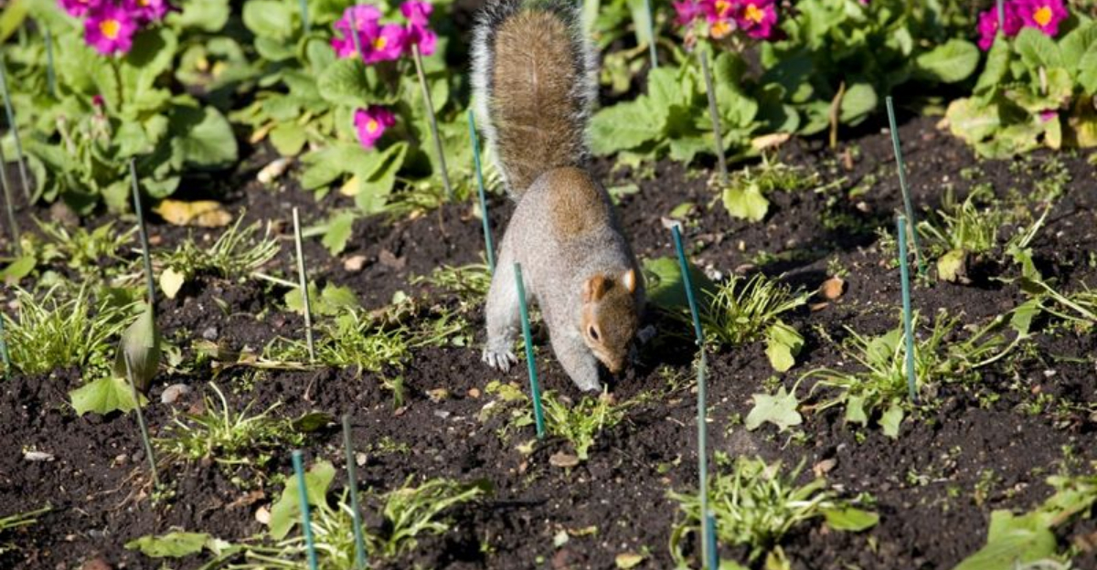 10 Wildlife You'll Regret Feeding in Your Yard (And 8 Species That ...