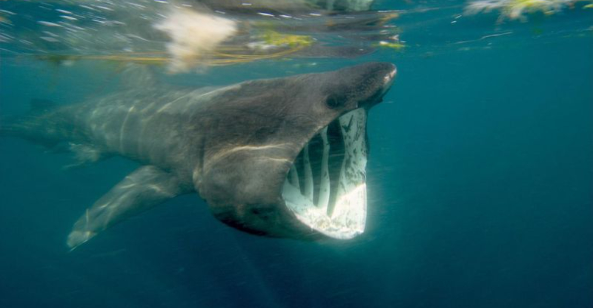 11 Incredible Facts About the Basking Shark (the Second Largest Fish on ...