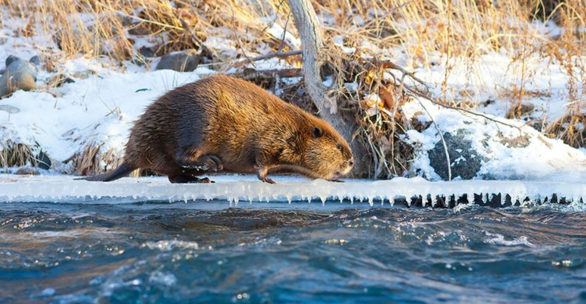 11 Times Beavers Reshaped the Land (and Didn’t Ask Permission ...