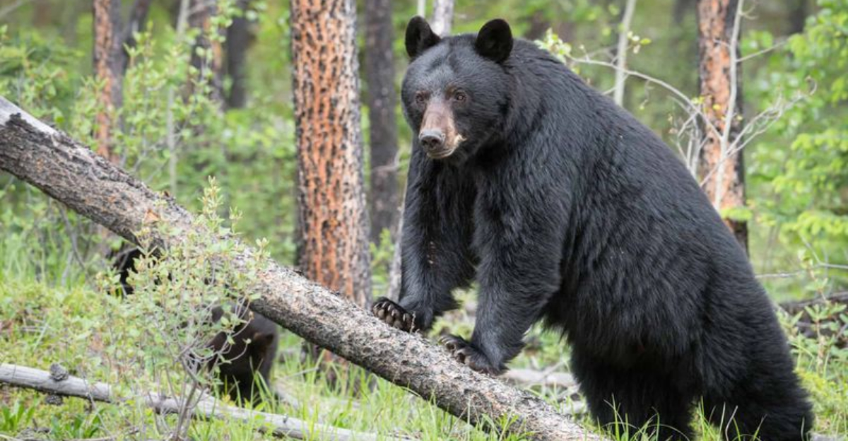 11 U.S. National Forests Where Black Bears Are Thriving (And What to Do ...
