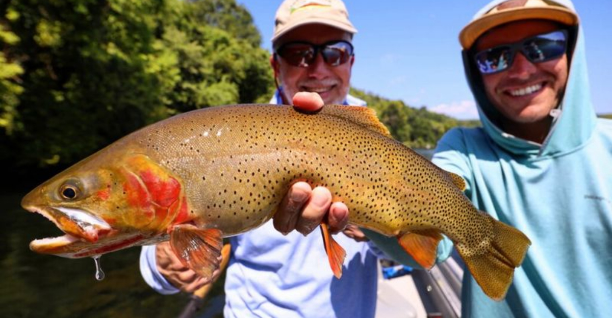 12 American Mountain Streams Where Trout Fishing Is Best - Exploring ...