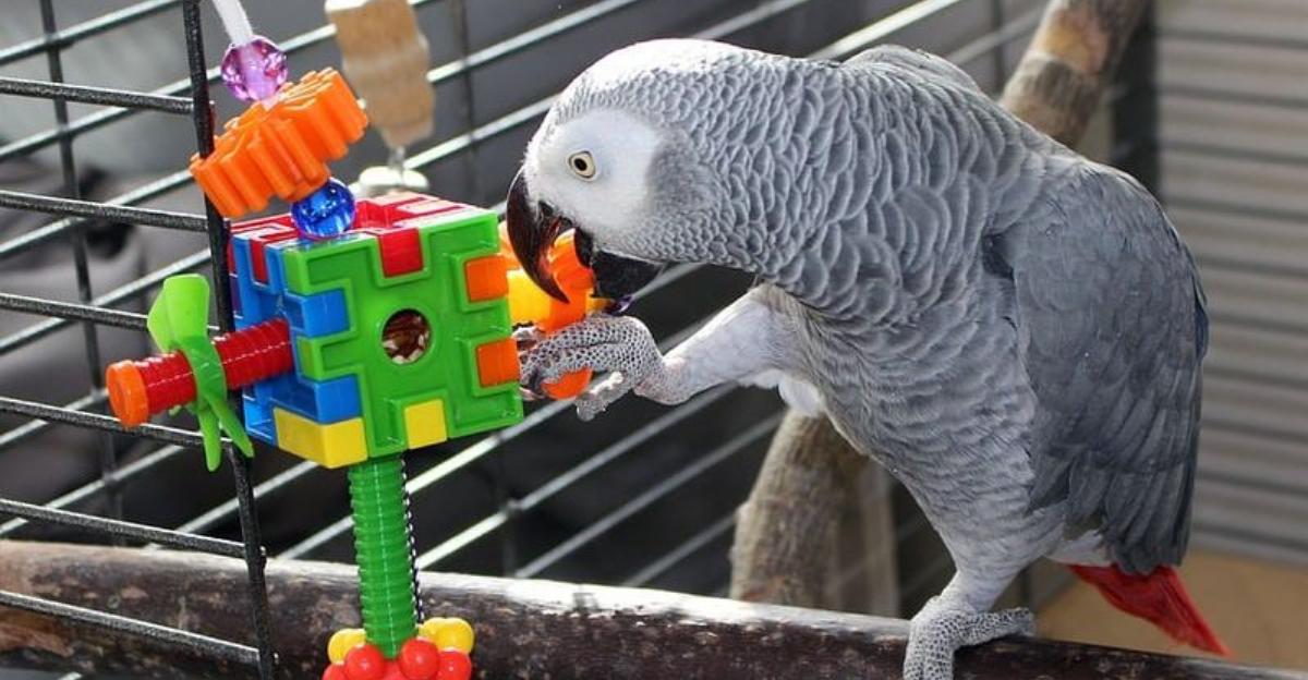 12 Creative Ways to Keep Your Bird Entertained in Its Cage - Exploring ...