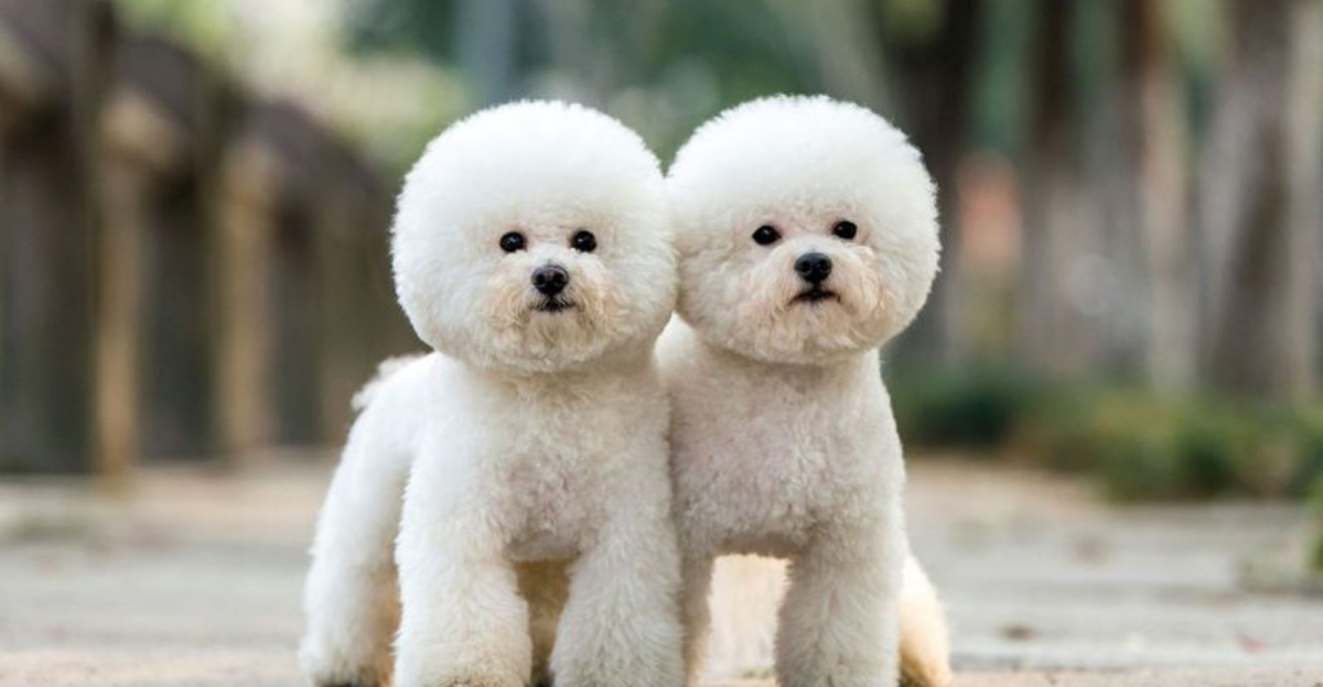 12 Dog Breeds That Thrive in Pairs (And 8 That Prefer Being the Only ...