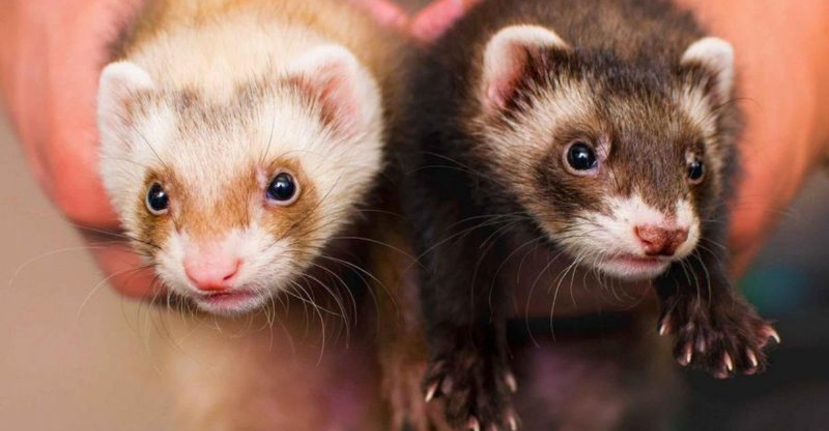 12 Fun Facts About Ferrets That Prove They’re More Than Just Furry ...