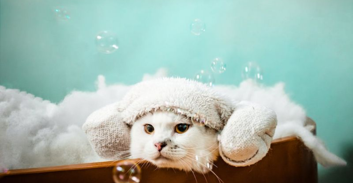 12 Genius Hacks to Make Cat Bath Time Way Easier - Exploring Animals