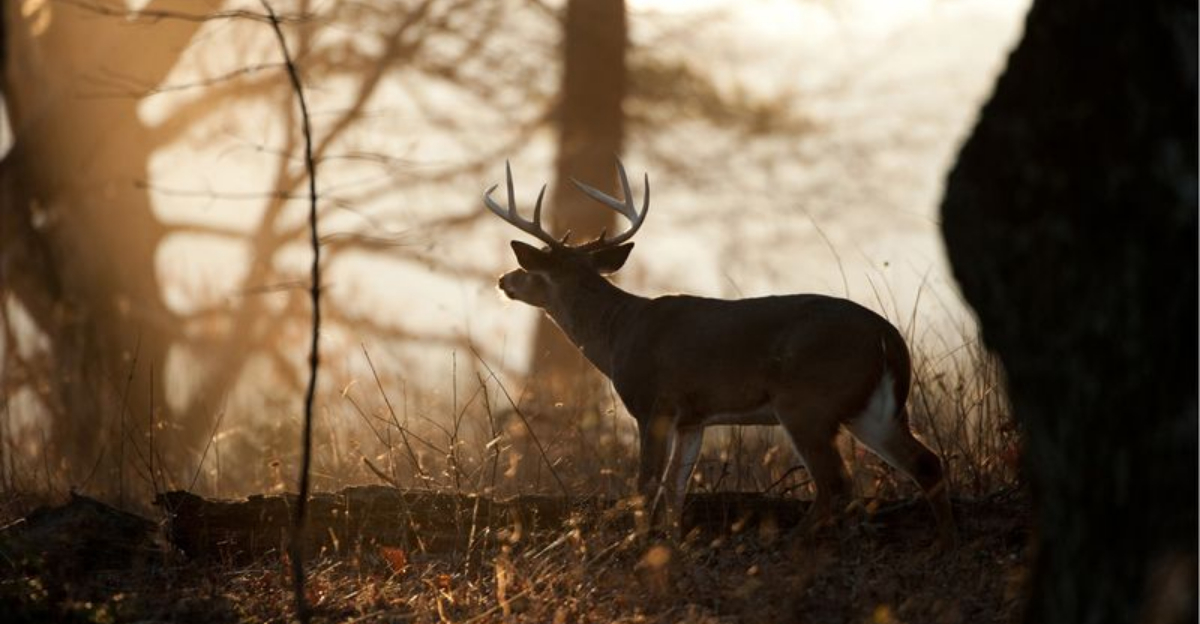 12 Hunting Strategies That Actually Attract Trophy Bucks (And 8 That ...