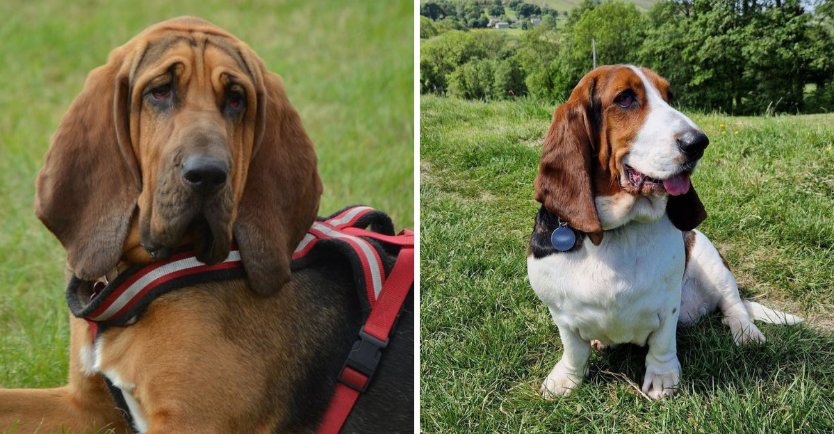 12 Key Differences Between the Bloodhound and Basset Hound - Exploring ...