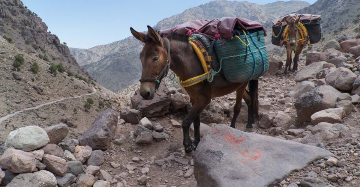 12 Reasons Mules Are the Unsung Heroes of the Animal World - Exploring ...