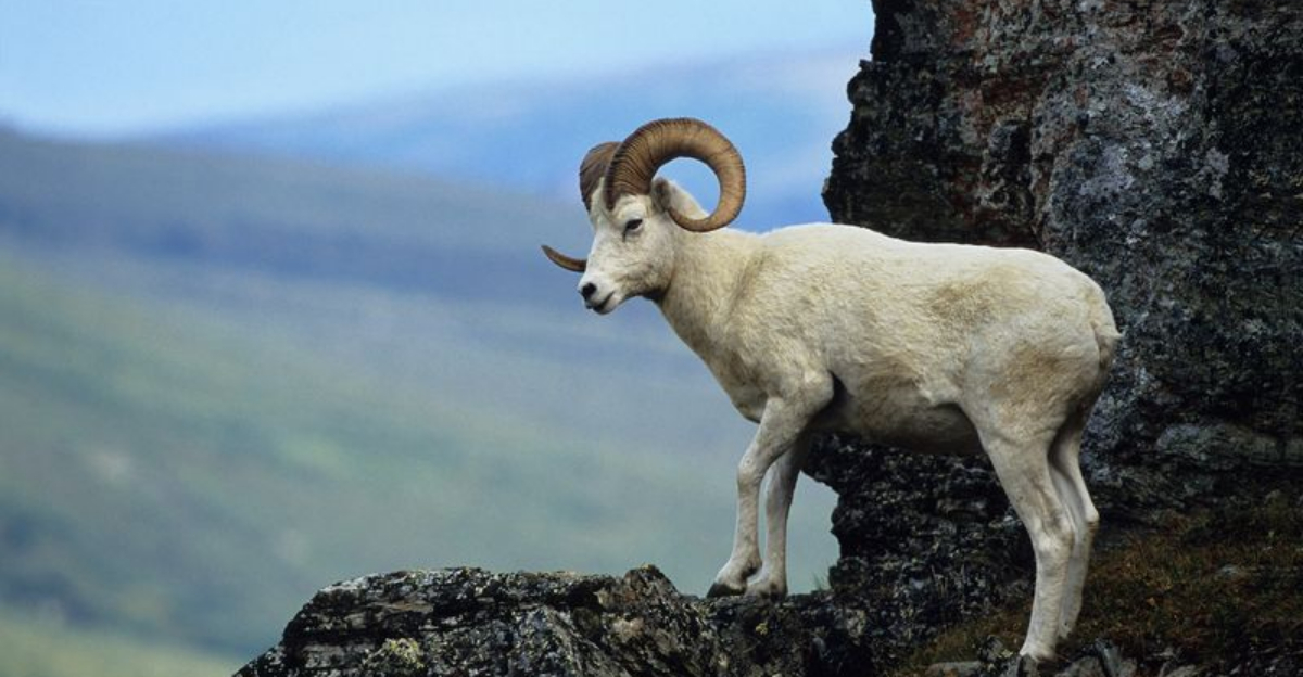 12 U.S. National Parks Where You Can Spot Rare Wildlife - Exploring Animals