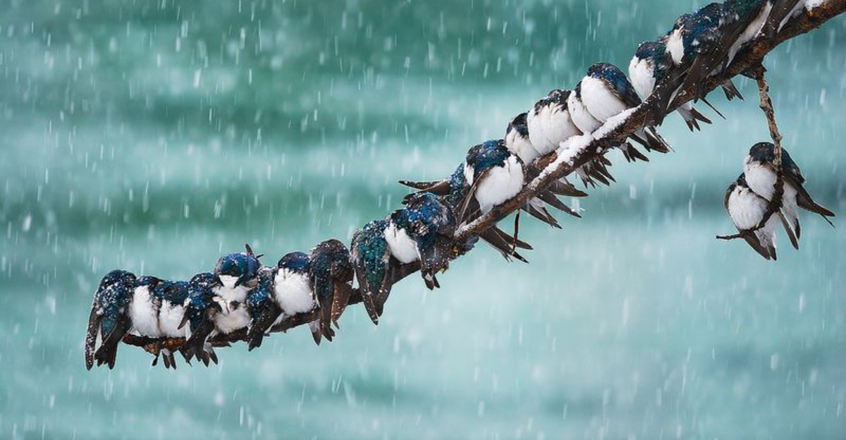 12 Species That Predict Weather Better Than Technology—And How They Do ...