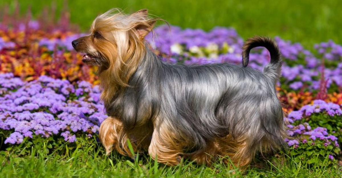 13 Australian Dog Breeds Born for Outback Toughness and Family Life ...