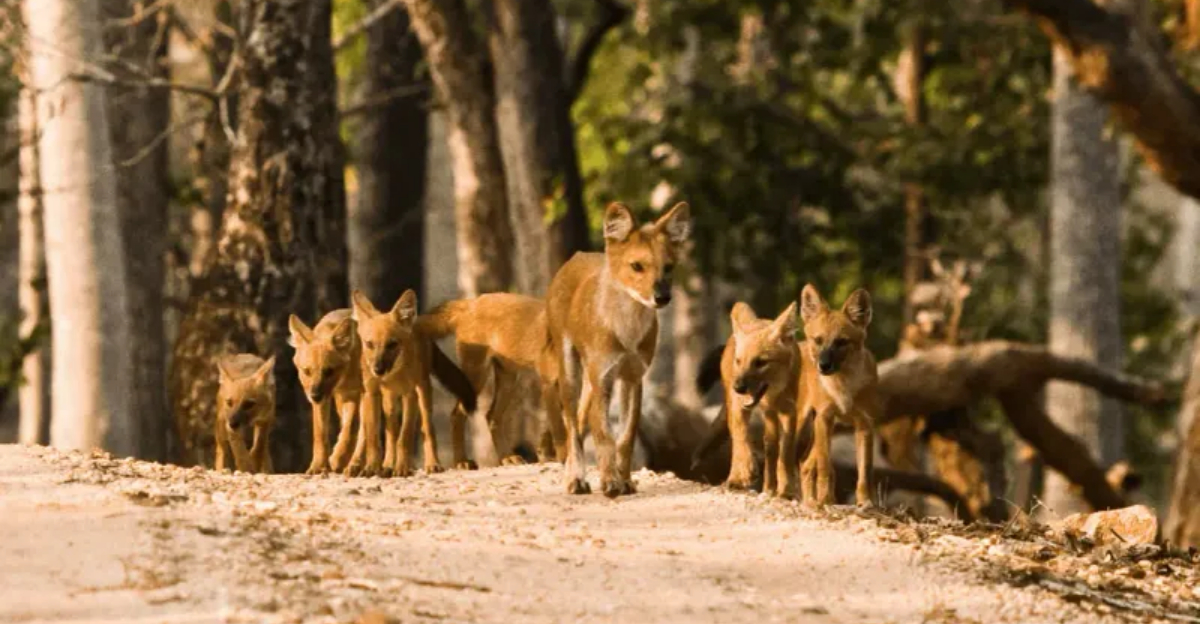 13 Dog Ancestors That Still Roam Wild in North America (And How Close ...