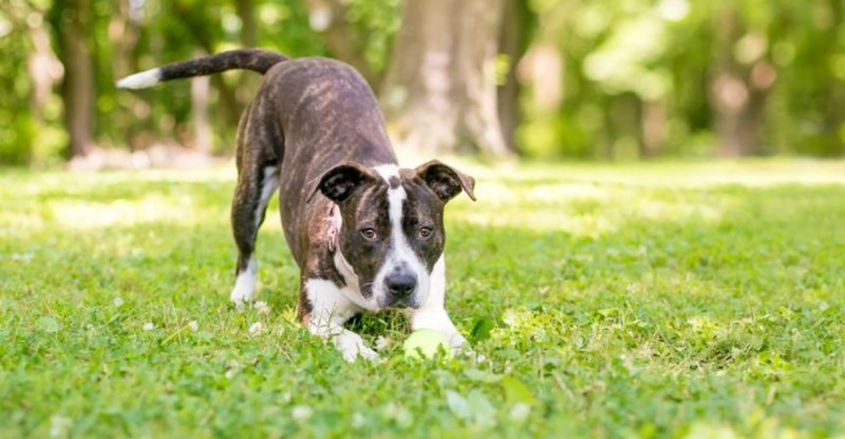 13 Dog Behaviors That Signal They're About to Attack - Exploring Animals