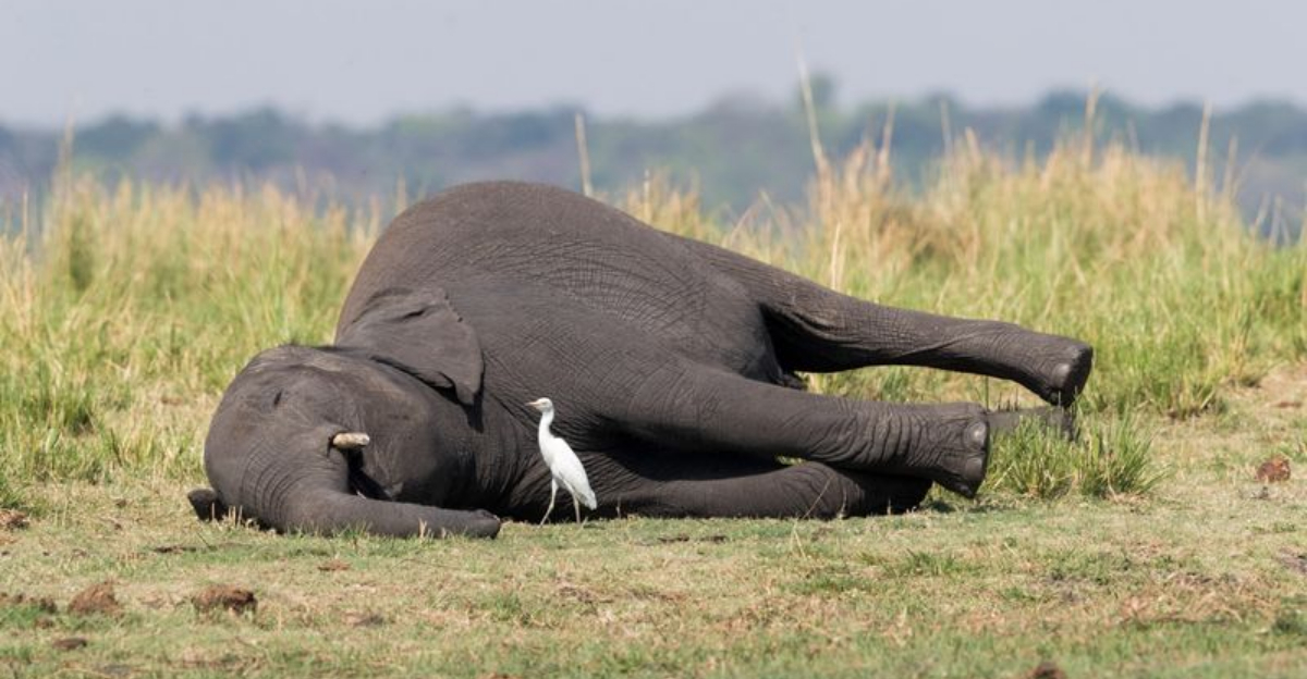 13 Fascinating Things That Happen After an Elephant Dies - Exploring ...