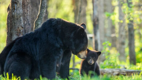 13 Fierce & Loving Mothers You’ll Only Find in Nature - Exploring Animals