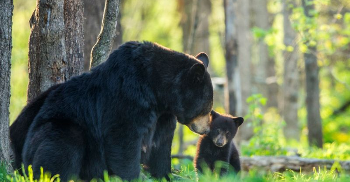 13 Fierce & Loving Mothers You’ll Only Find in Nature - Exploring Animals