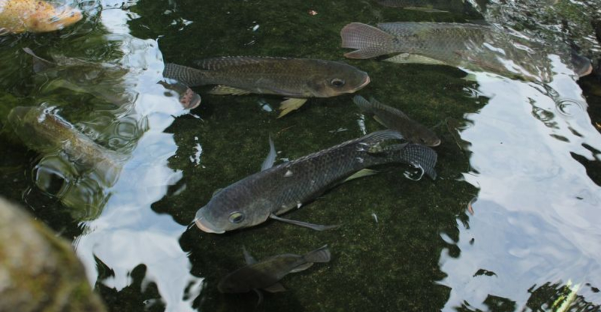 13 Fish Species You Should Never Release Into American Waterways ...