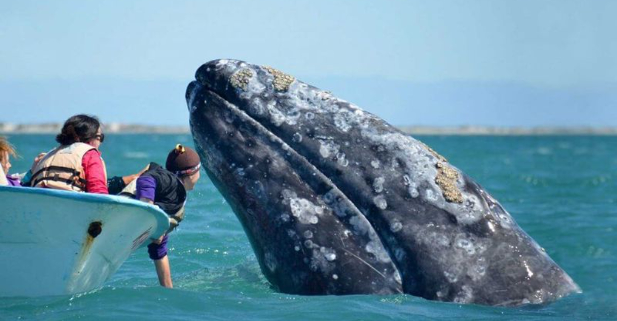 13 Incredible Facts About Grey Whales You Probably Didn’t Know ...
