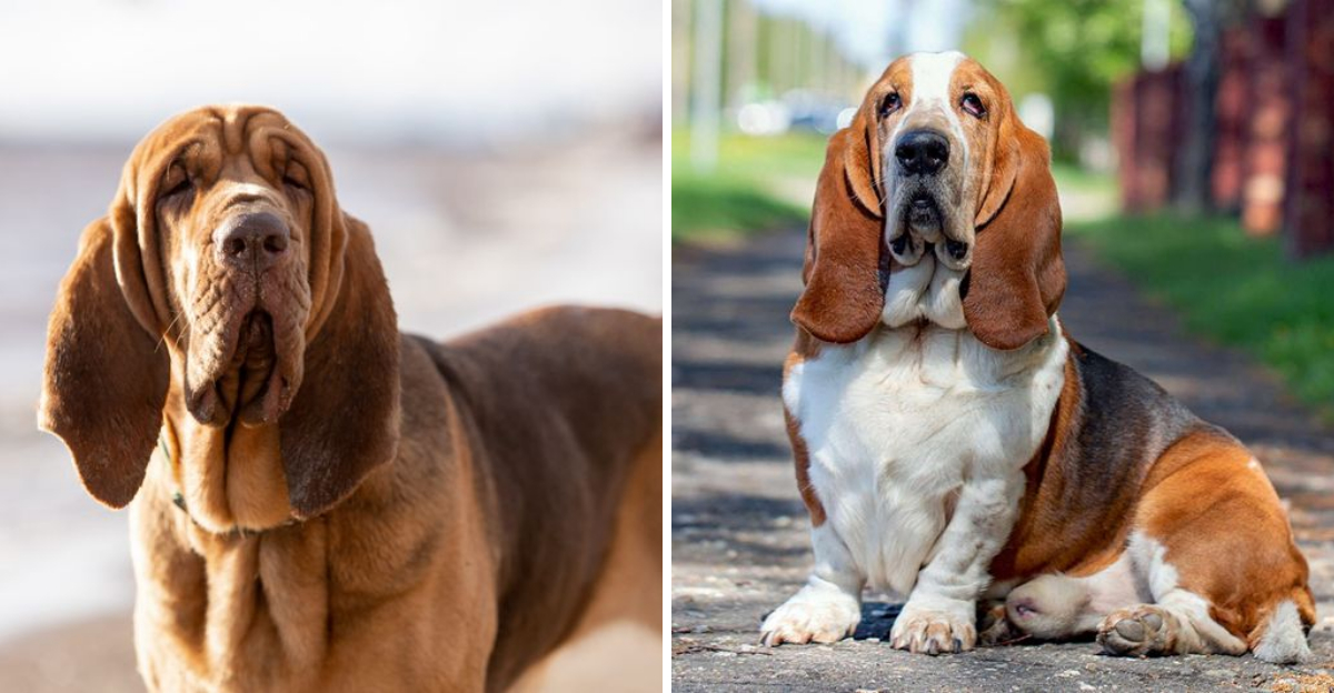 13 Reasons You’ll Never Confuse a Blood Hound with a Basset Hound ...