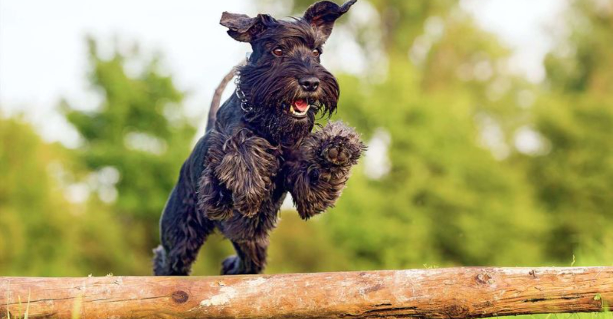 13 Reasons the Standard Schnauzer Is Unlike Any Other Dog Breed ...