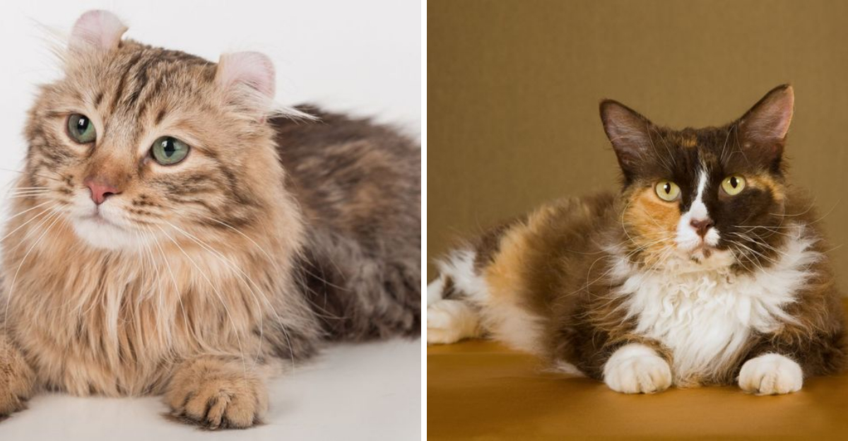 13 Things That Set the American Curl and LaPerm Cat Apart - Exploring ...