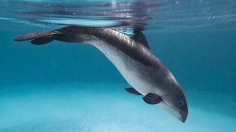 14 Amazing Details About the Harbor Porpoise (One of the Ocean’s Most ...