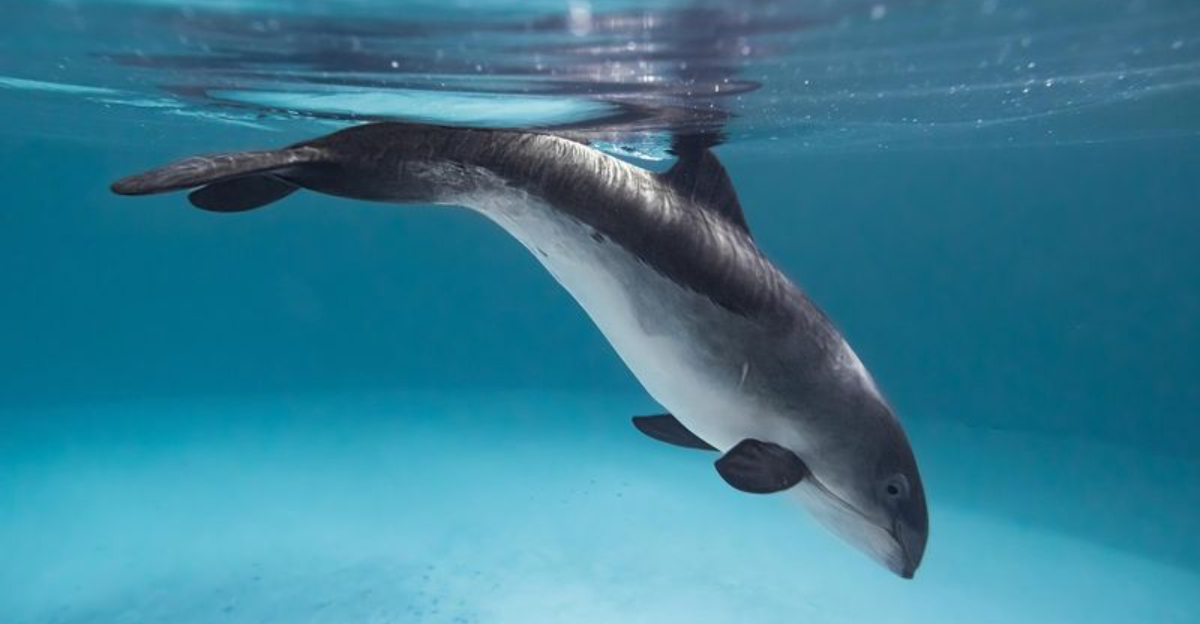 14 Amazing Details About the Harbor Porpoise (One of the Ocean’s Most ...