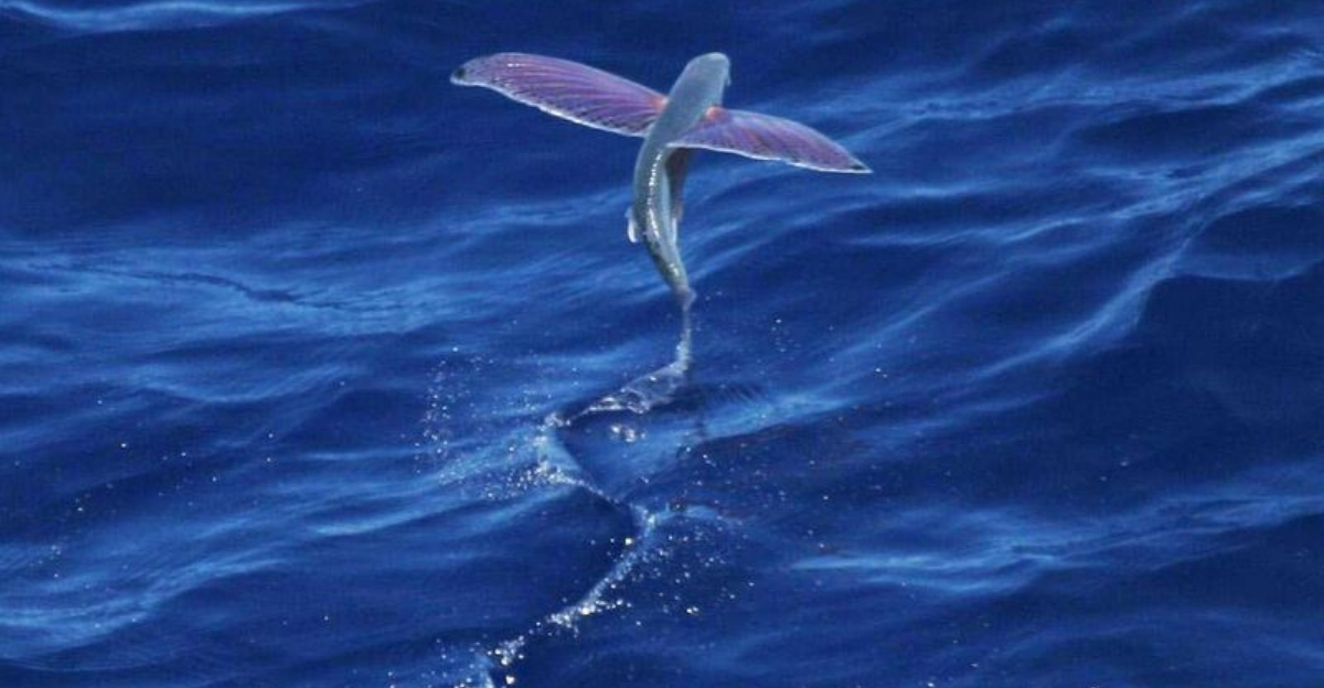 14 Animals That Appear Defenseless But Are Nearly Impossible to Catch ...