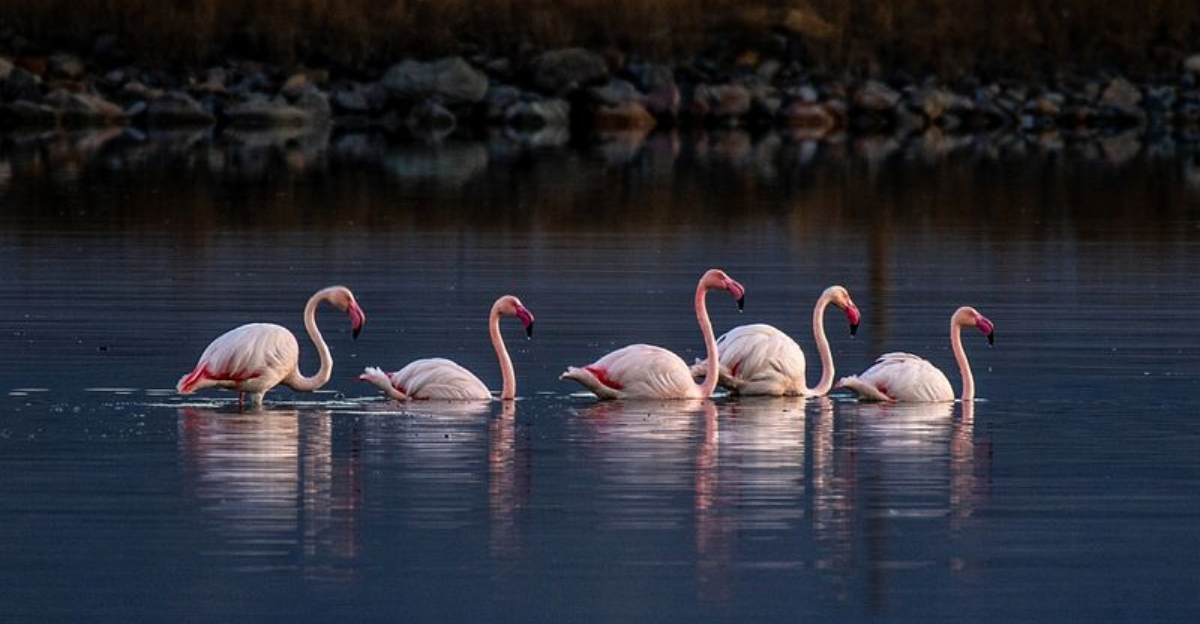 14 Animals That Use Dance to Communicate - Exploring Animals