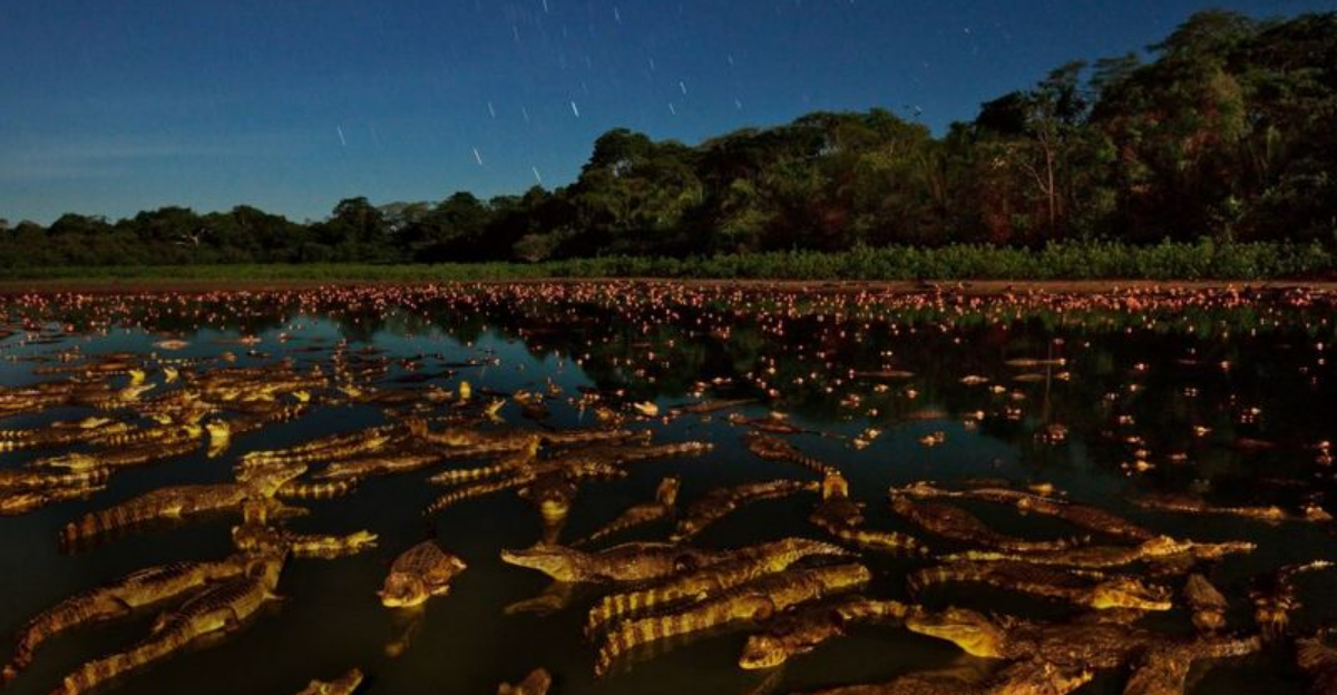 14 Best Places to See Crocodiles in the Wild - Exploring Animals